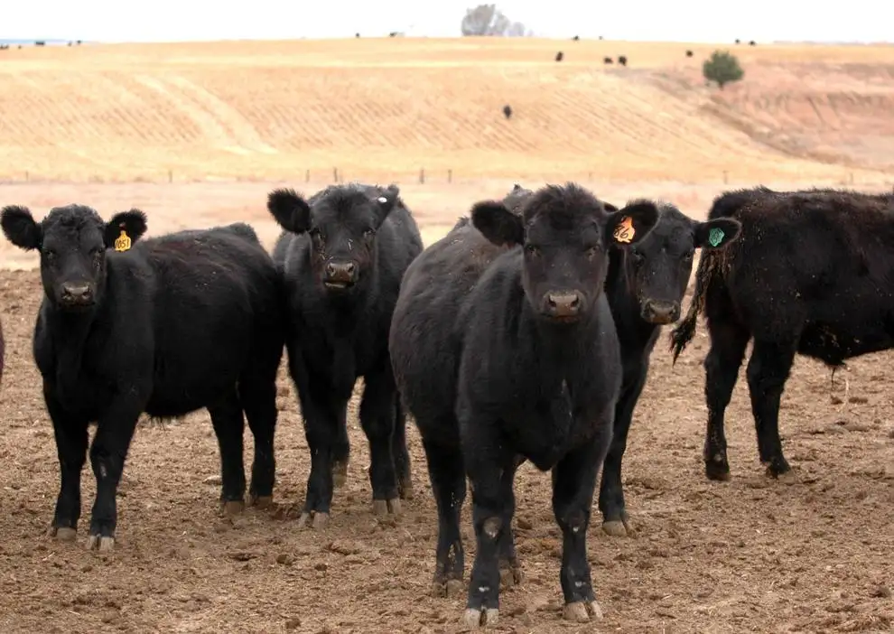 Tribal conservation, disease prevention funds | Western Livestock Journal