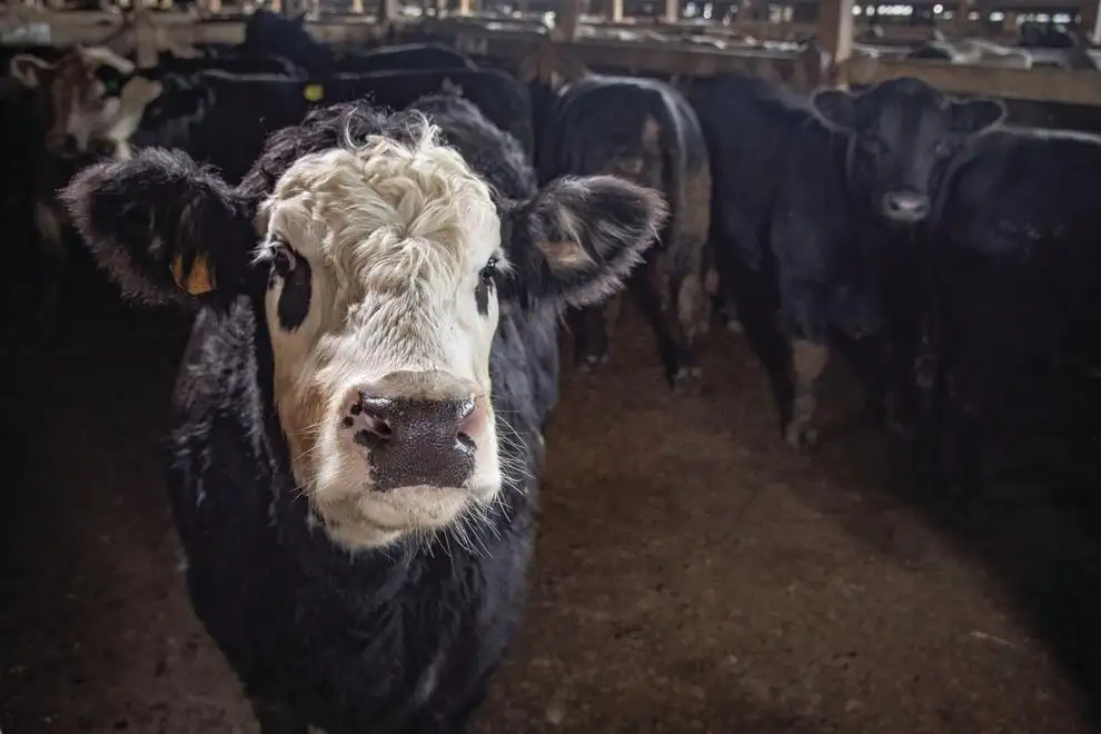 Financial opportunities of cull cow marketing | Western Livestock Journal